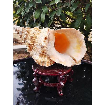 超大天然海螺大蛙螺石盘螺招财螺听音鱼缸造景吹音号法器四大名螺
