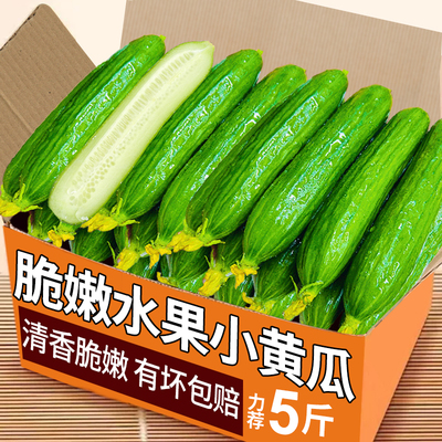 新鲜小黄瓜整箱包邮力荐