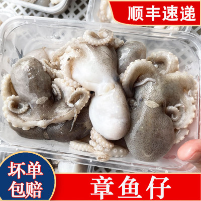 新鲜八爪鱼鲜活章鱼仔