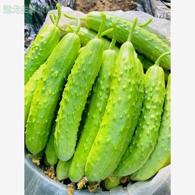 正宗海阳青瓜蔬菜新鲜白玉黄瓜水果小黄瓜现摘发货可生吃五斤包邮