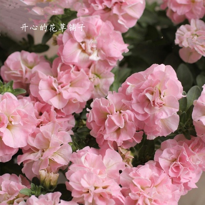 多年生带花稀有矮牵牛大盆花期长