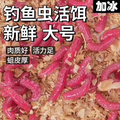 钓鱼虫活饵红蛆虫大号野钓