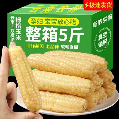 拇指玉米婴儿西双版纳手