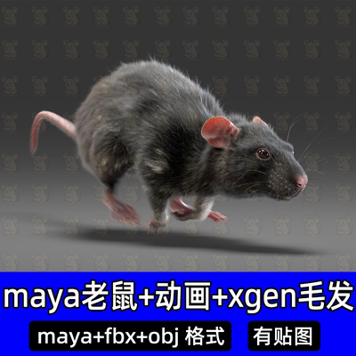 maya影视级老鼠哺乳锯齿动物含毛发带骨骼绑定动画3d模型xgen毛发