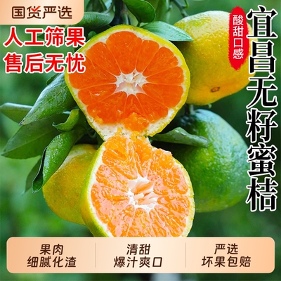 宜昌蜜桔早熟柑橘现摘青皮橘子薄皮无籽桔子孕妇水果柑子新鲜蜜橘