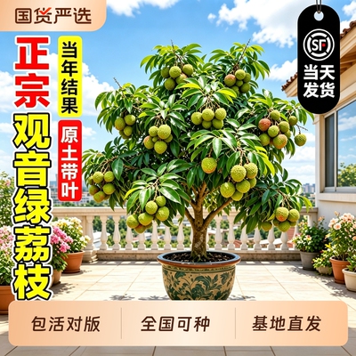 正宗观音绿荔枝树苗嫁接特大苗土球盆栽地栽南方果树当年结果庭院