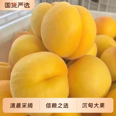 黄桃新鲜水果山东蒙阴黄金蜜桃锦绣当季时令黄毛桃整箱大桃子