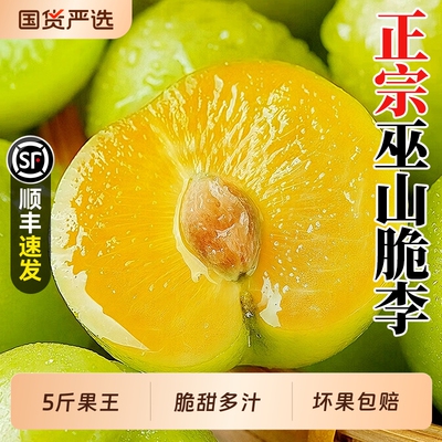 顺丰正宗重庆巫山脆李5斤脱骨李子新鲜当季水果整箱包邮青脆现摘