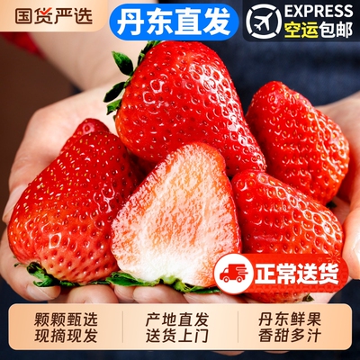 丹东草莓大鲜甜汁水丰盈草莓
