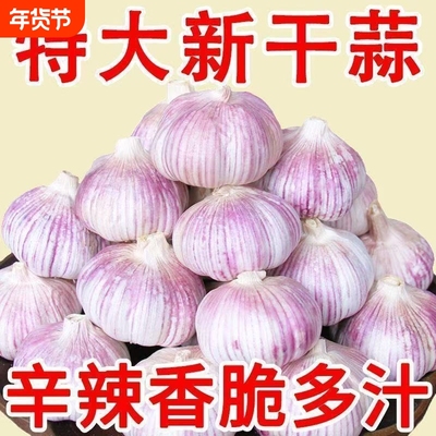 山东金乡紫皮大蒜头干蒜特级种籽新鲜蒜瓣蒜种子农家大蒜大葱生鲜