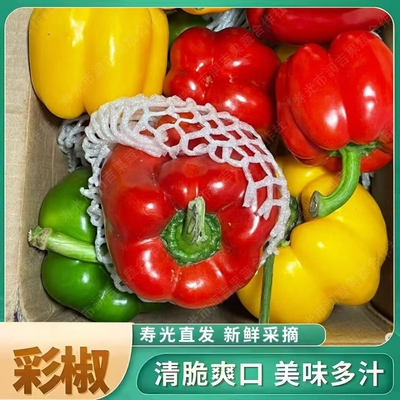 正宗山东甜椒生吃不辣五彩椒5斤