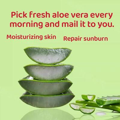 500g Fresh aloe vera moisturizes the skin Repair sunburn跨境