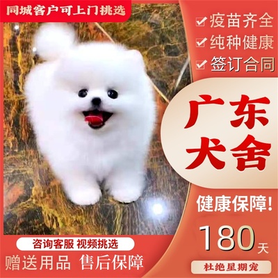 【广州佛山犬舍】纯种博美犬幼犬哈多利球形博美俊介犬宠物狗活体