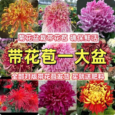 速发菊花盆九带花千大苗栽月菊秋菊大花兵乓菊苞头菊绿植花卉台庭