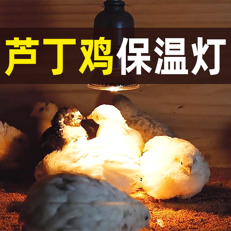 新品保温灯芦丁鸡饲养箱取暖灯鹦鹉专用养殖保温灯U宠物小鸡育雏