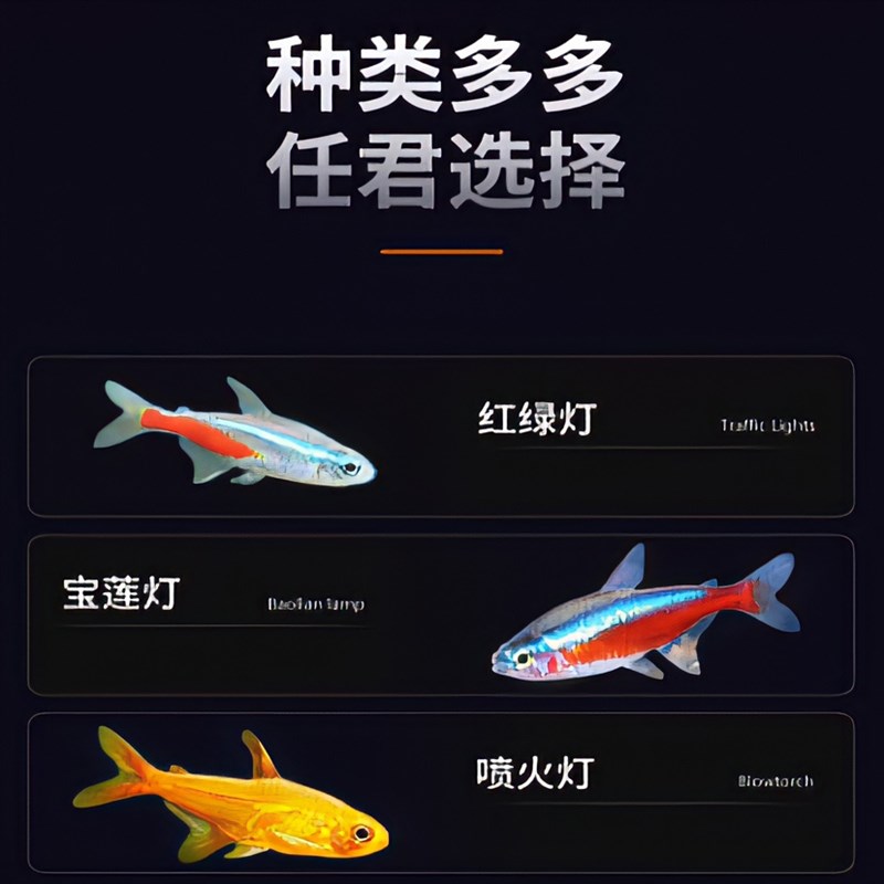 极速鱼苗观赏鱼热l带淡水活鱼小型宝莲灯红绿灯喷火灯孔雀鱼灯科