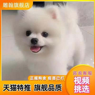 纯种茶杯犬博美幼犬俊介圆脸长不大黄博美超小型犬袖珍宠物狗活物
