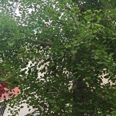 应季银杏叶标本干花押花树叶植物压花装饰枯叶手工枫叶创意贴画