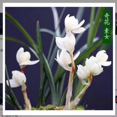 即将上花春兰矮种雪白花新品【奇花素女】室内外花卉阳台兰花苗