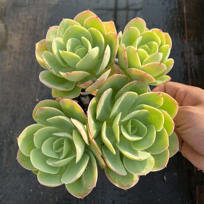 碧桃精品老桩多肉整桩绿植花卉盆栽组合物办公室桌面易群生小盆栽