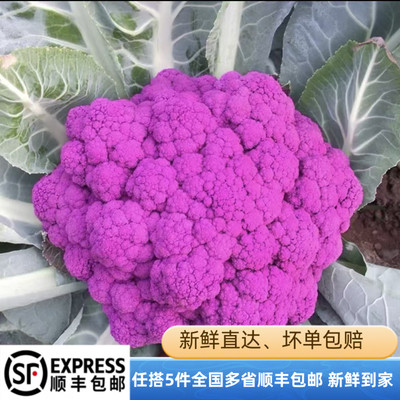 新鲜紫色花菜1500g以上大颗现摘松花菜紫花椰菜紫菜花时令农家菜