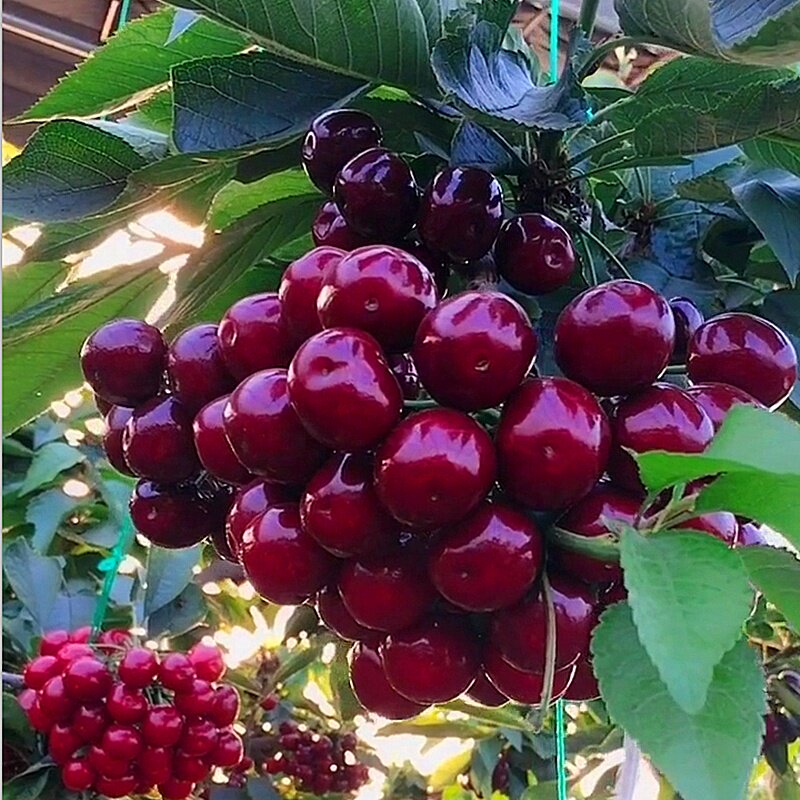 正宗车厘子树苗特大樱桃树苗嫁接南北方种植地栽盆栽矮化大樱桃苗