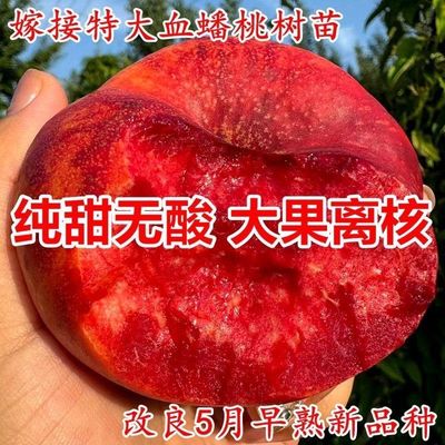 特大血蟠桃树苗正宗嫁接新