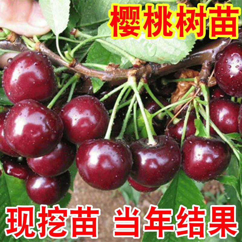 车厘子树苗大樱桃树苖盆栽矮化南方北方种植樱桃树苗带土樱桃树苗