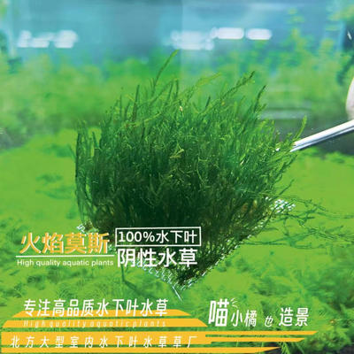 火焰莫丝慕斯真正水下叶鱼缸草缸造景阴性水草攀附性生长活体爆款