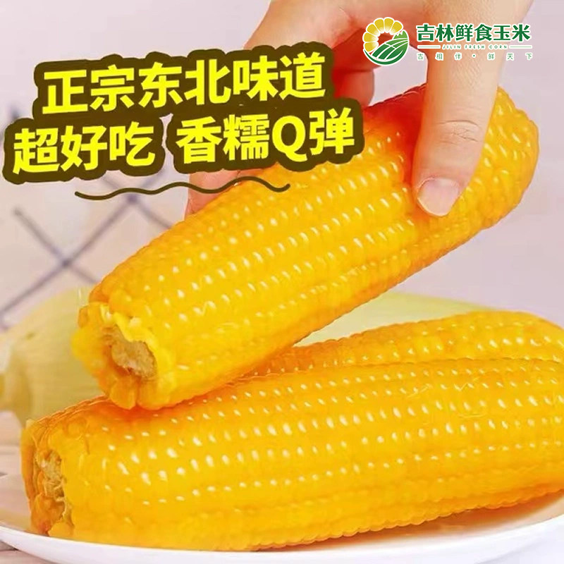 壮状谷东北黄糯玉米10穗糯玉米黏粘玉米棒非即食杂粮早餐头茬