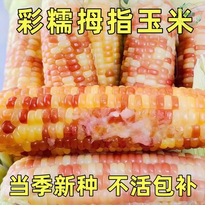 云南西双版纳本地小玉米种子新鲜花甜糯玉米种子香甜软糯高产秋播