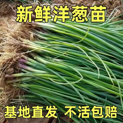 紫皮洋葱苗子秧苗圆头水果洋葱现挖现发四季栽种蔬菜幼苗种子