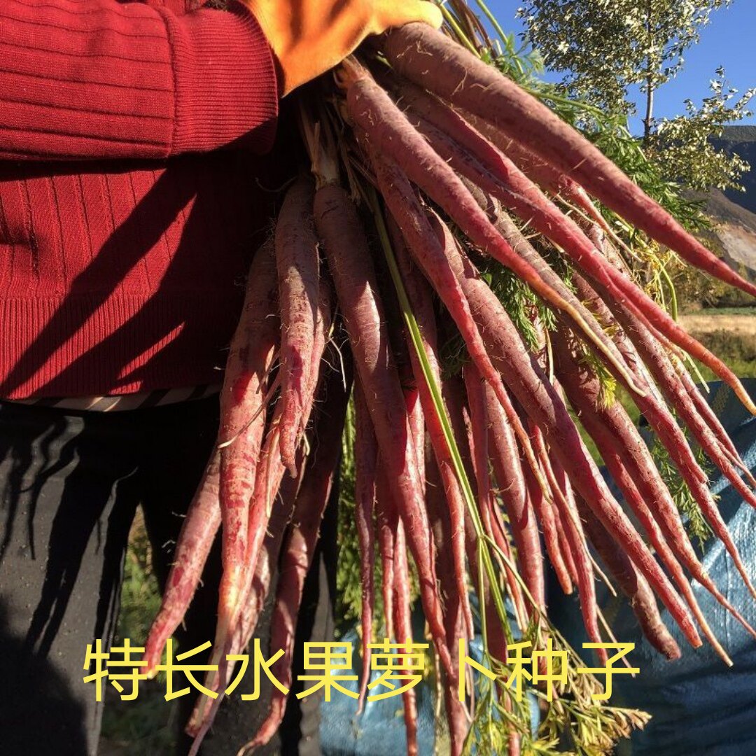 有机紫胡萝卜种子紫皮水果萝卜籽云南大理小胡萝卜当年采摘芽率高