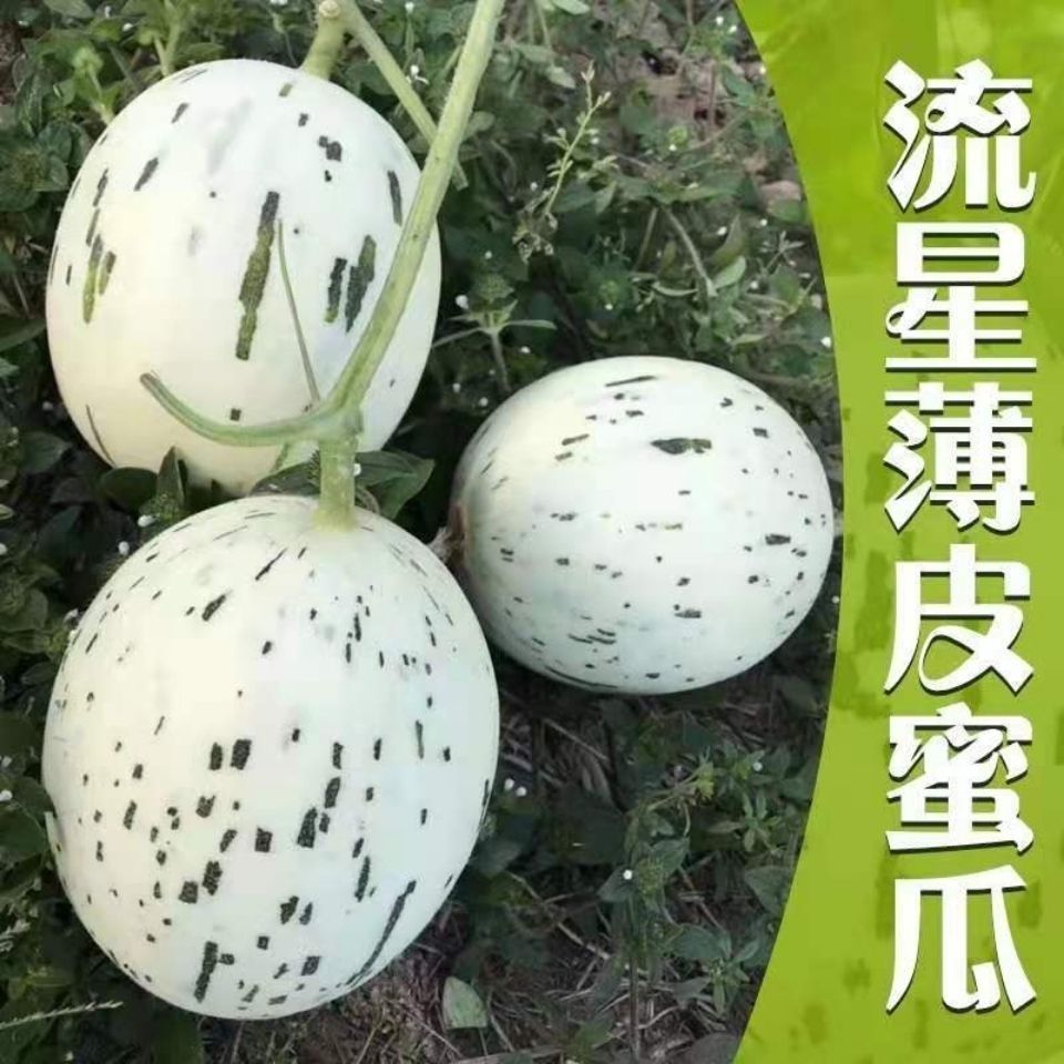 流星蜜瓜种子超甜薄皮白皮甜瓜种籽四季阳台盆栽庭院水果蔬菜种孑
