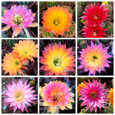 席克氏彩草浓桃筋飞碟仙人球大花美花丽花实生一物一拍开花杂交