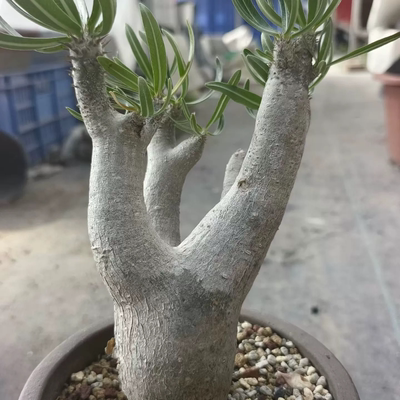 白皮伊洛棒槌鹿角造型棒棰树属块根植物室内盆栽一物一拍多肉11/1