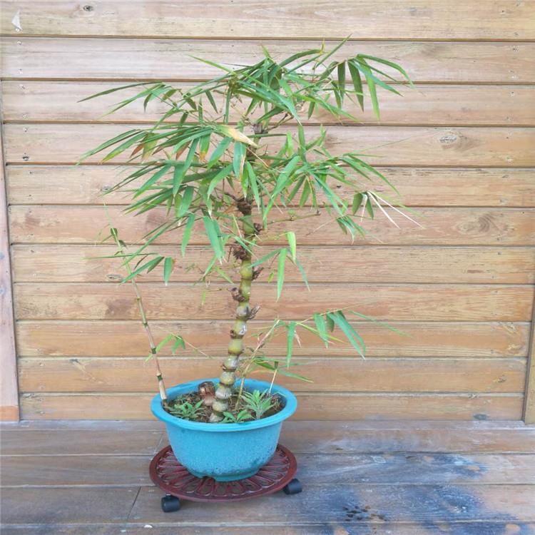 外贸电商铸铁万向轮移动托盘花托花盆托花架园艺园林资材
