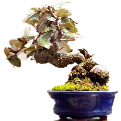 室内客厅树木盆景栽培胡秃子老桩庭院观茎常绿植物除甲醛大型提根