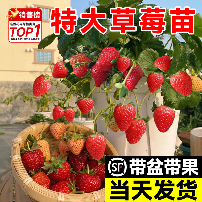 好货特大草莓苗秧盆栽带果四季结果红颜丹东99草莓苗室内阳台绿植