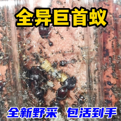 全异巨首蚁送特化全新野采新蚁后
