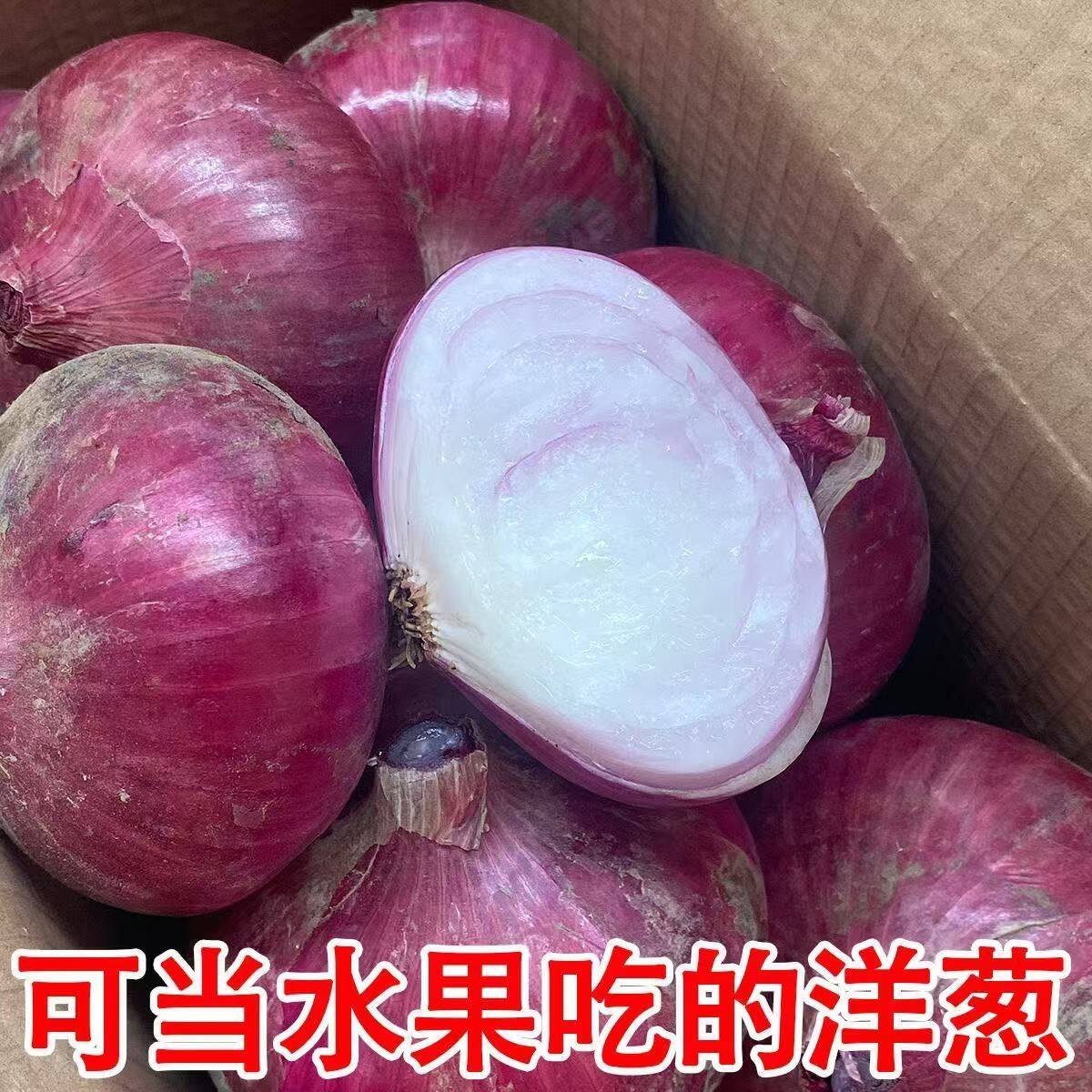 正宗紫皮洋葱新鲜红皮现挖洋葱紫红农家斤现葱头自种批发当季直发