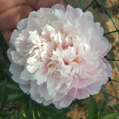 正宗菏泽观赏芍药花苗重瓣大苗根块带芽发货四季盆栽X庭院山东特