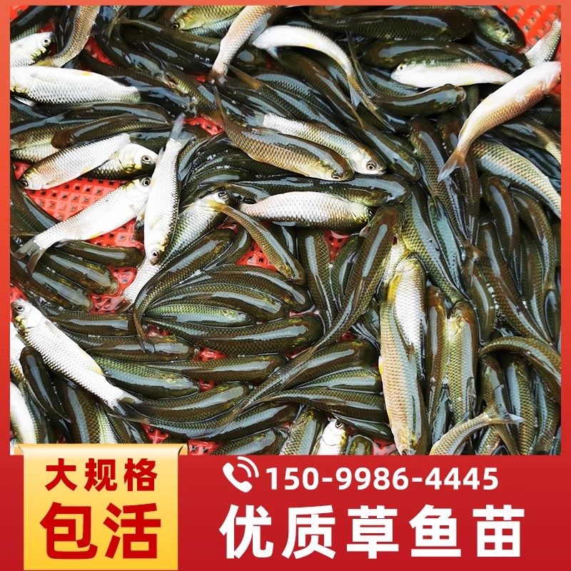 特大草鱼苗淡水养殖皖鱼苗半斤草鱼苗四大家鱼苗青鱼苗优质鱼苗