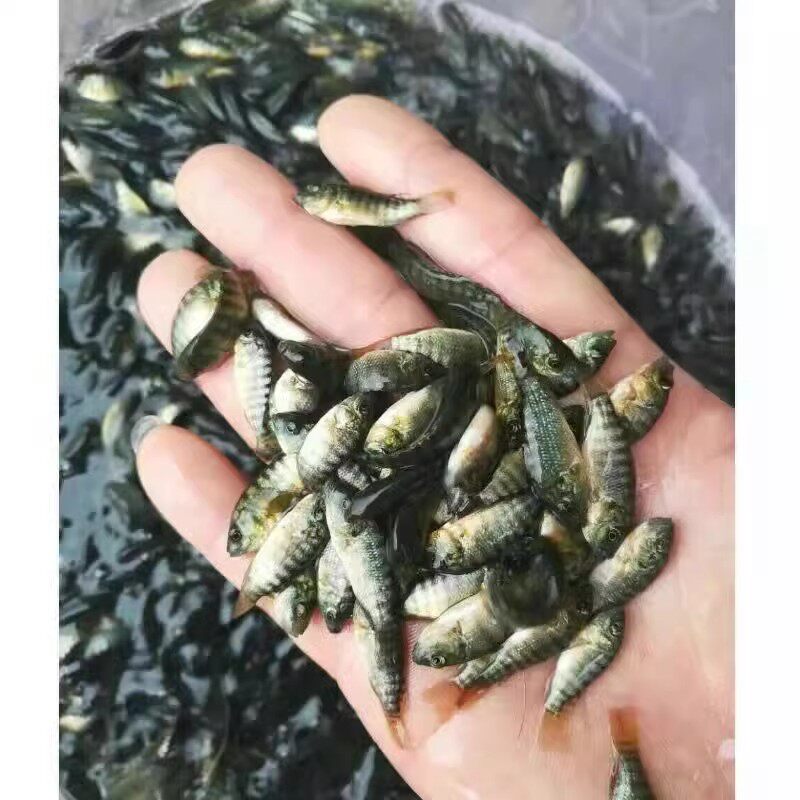 罗非鱼苗 福寿鱼 脆肉罗非鱼苗 新吉富罗非鱼 海南一号罗非淡水苗