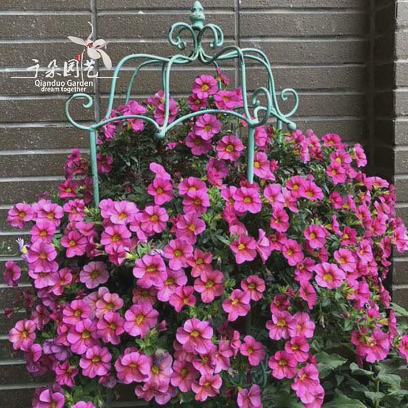 矮牵牛盆栽百万小玲舞春花小铃y四季开花植物苗带花花期长好养花