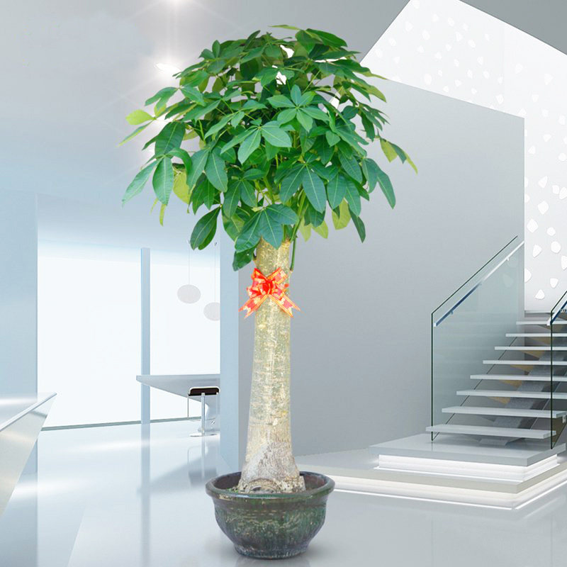 大型单杆发财树独杆发财树大型绿植成品组合N盆栽观叶植物绿植室