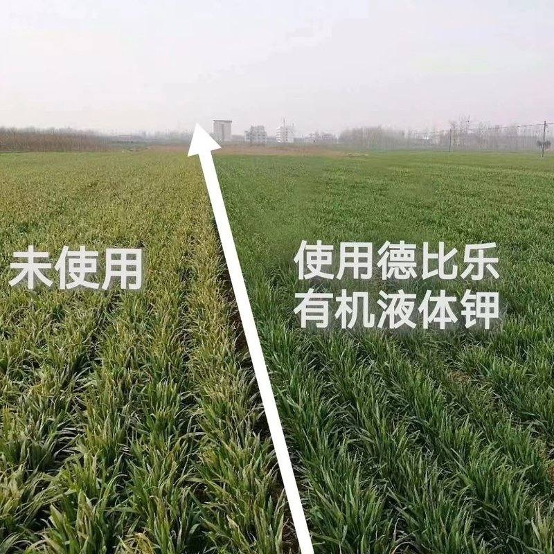 [1瓶喷30亩]德比乐液体钾肥茎杆粗壮增产抗倒促灌浆耐旱耐干热风