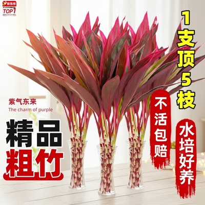 红色竹鸿运竹红叶朱蕉富贵竹水养客厅摆件美观室内盆栽节节高紫竹