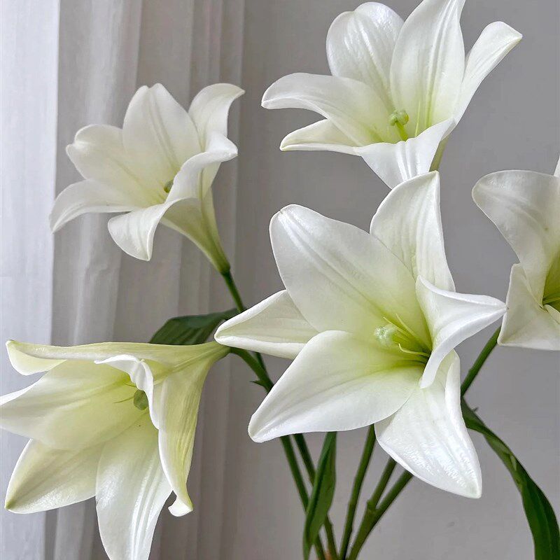 铁炮百合鲜花鲜切花基z地直批水养花白色真花顺丰