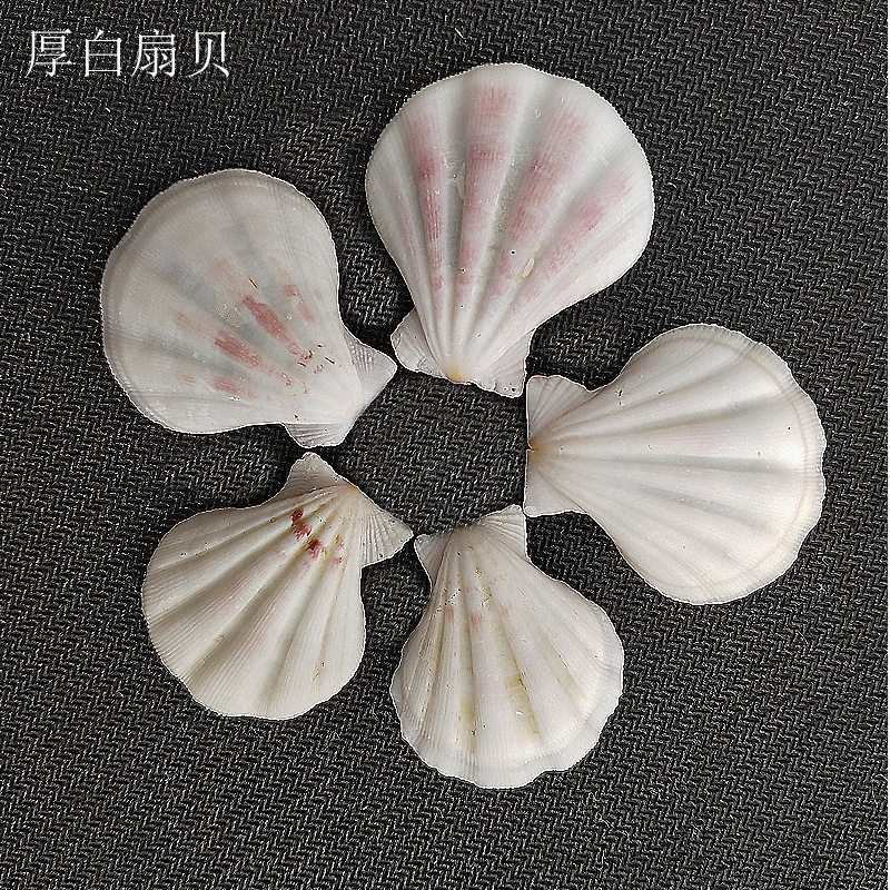 厂家直销 天然贝壳海螺 鱼缸水族箱摆件 厚白扇贝 工艺品原料